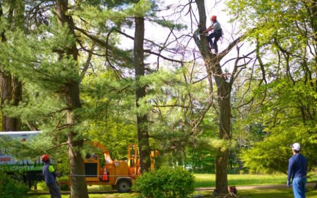 Monster Tree Service Franchise | Authority Brands